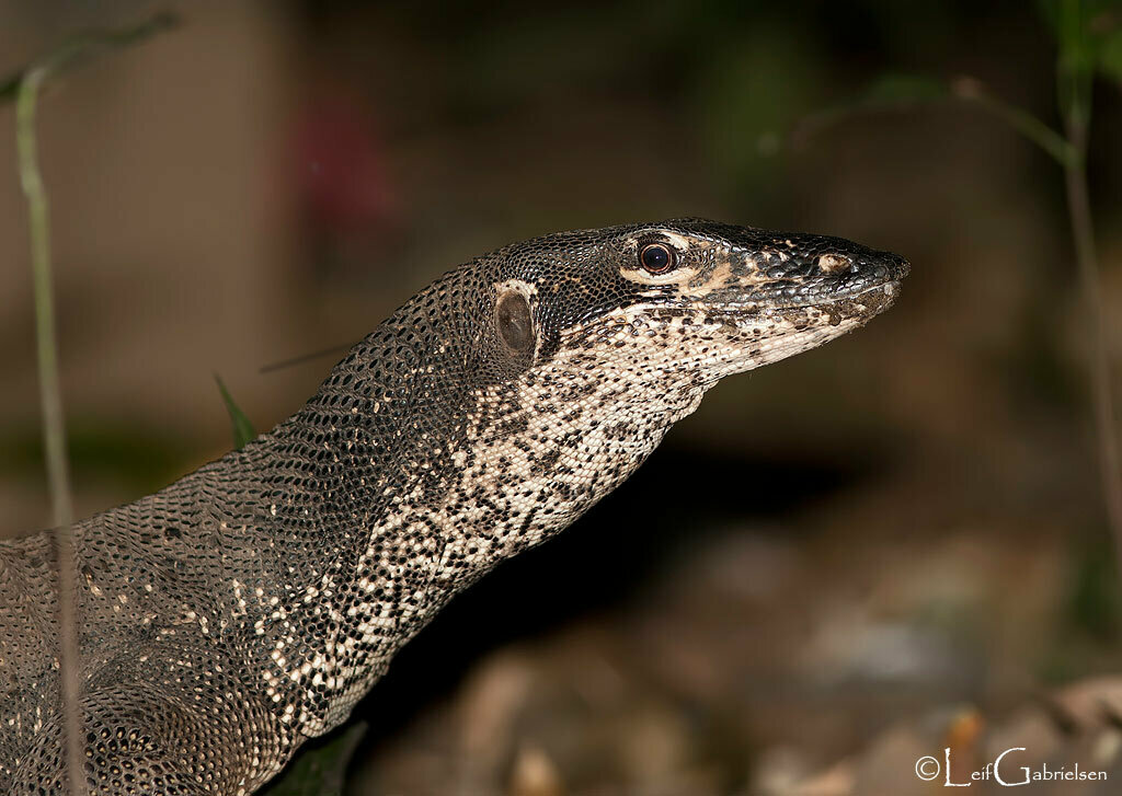 Palawan Monitor from Puerto Princesa Subterranean River National Park ...
