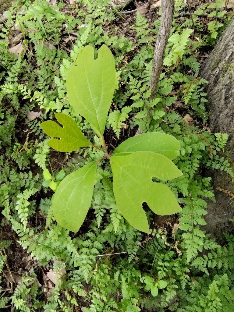sassafras from Iroquois Park, Louisville, KY, USA on April 26, 2024 at ...