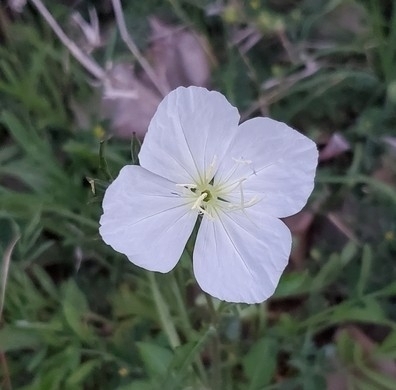 Fourwing Evening Primrose from Junction, TX 76849, USA on March 31 ...