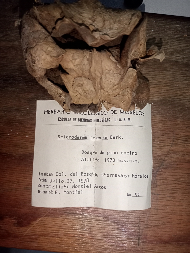 Scleroderma texense from Col del Bosque, 62150 Cuernavaca, Mor., México ...