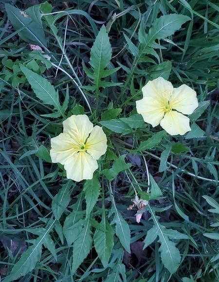 Stemless Evening Primrose from Junction, TX 76849, USA on March 31 ...