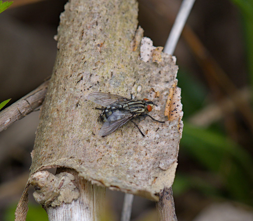 Common Flesh Flies from Montgomery, Ohio, United States on April 26 ...