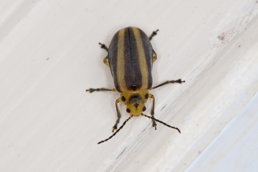 Derospidea brevicollis (Guide to Beetles of Erath County, TX) · iNaturalist