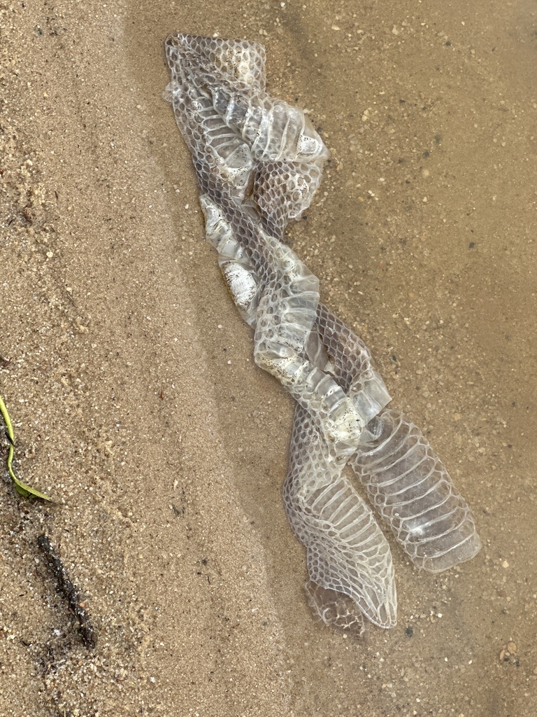 Colubrid Snakes from Lake Crabtree, Morrisville, NC, US on April 26 ...