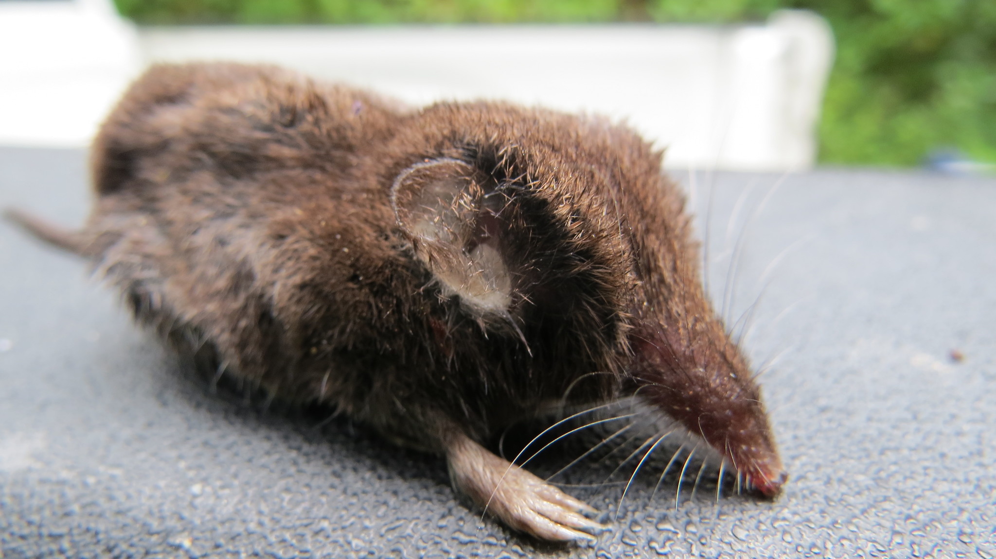 Sorex saussurei Merriam, 1892