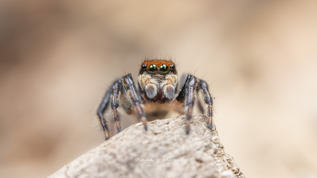White Banded House Jumper from Ilam, Christchurch, New Zealand on April ...