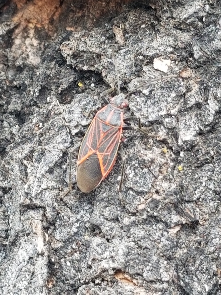 Western Boxelder Bug from Oregon 97703, USA on April 26, 2024 at 02:44 ...