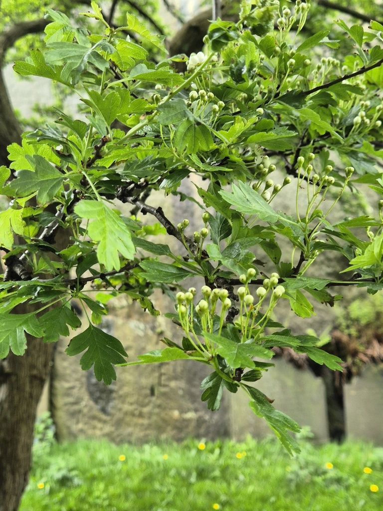 common hawthorn from Pilgrim Street, Liverpool L1 7AZ, UK on April 26 ...