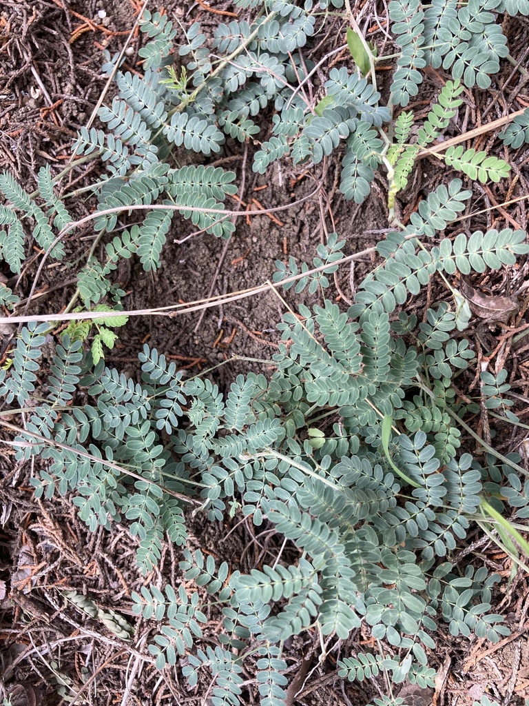 Netleaf Bundleflower in April 2024 by anna strong. Underside of leaves ...