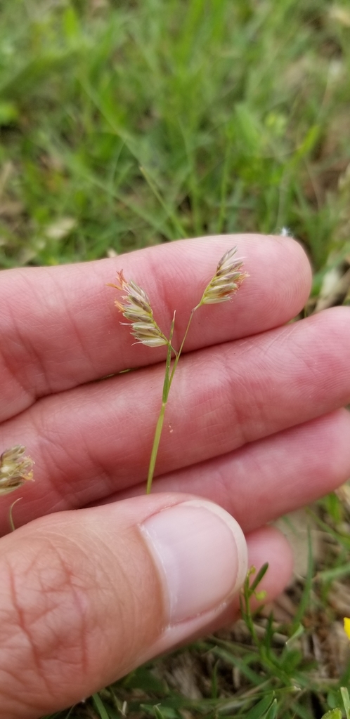 Buffalograss From 2821 Wingate St Fort Worth Tx 76107 Usa On April 29 2019 At 1238 Pm By L