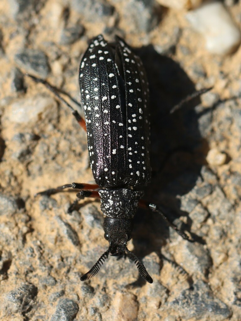 Feather-horned beetle from split point lighthouse vic on February 21 ...