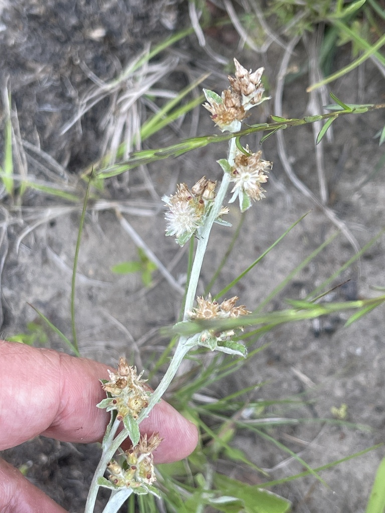 Purple Cudweed from Damon, TX, US on April 26, 2024 at 03:48 PM by ...