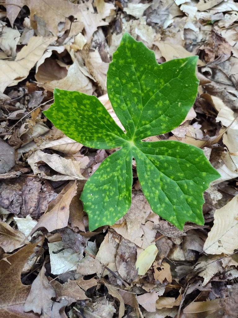 Mayapple Rust from Iroquois Park, Louisville, KY, USA on April 26, 2024 ...