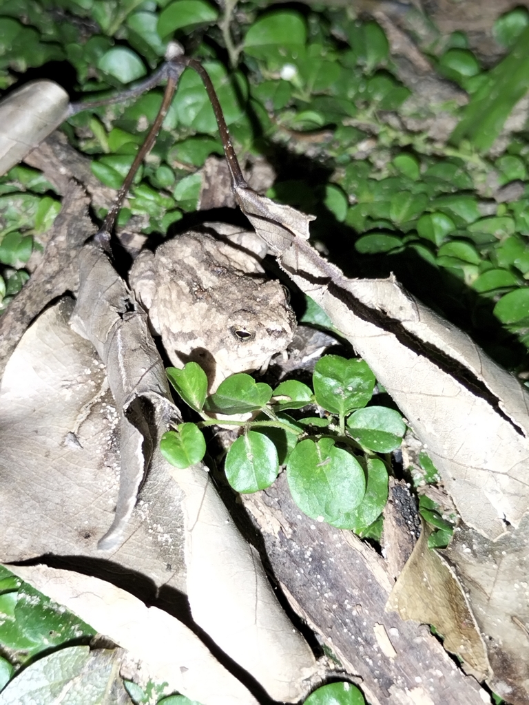 Beaked Toads from 8RJR+7GC, Santa Cruz de la Sierra, Bolivia on March ...