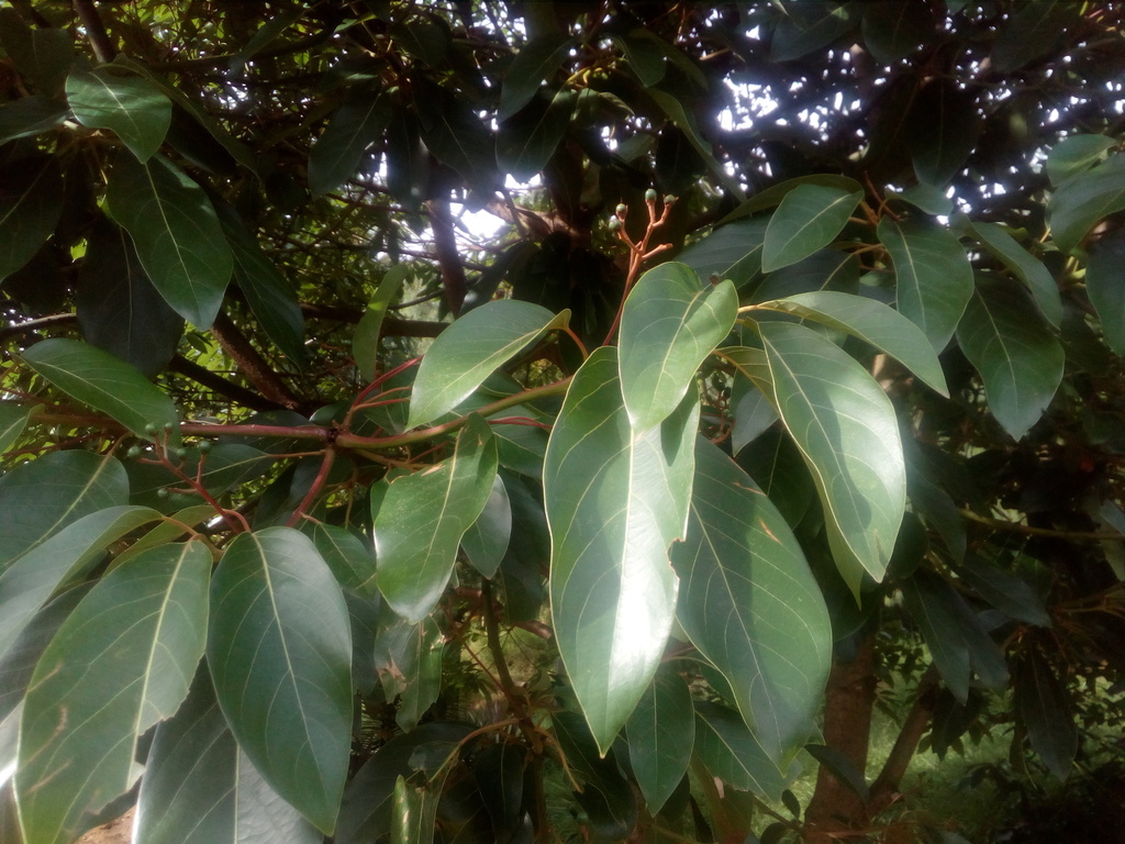 Wild avocado (Persea caerulea) - Botanical Realm
