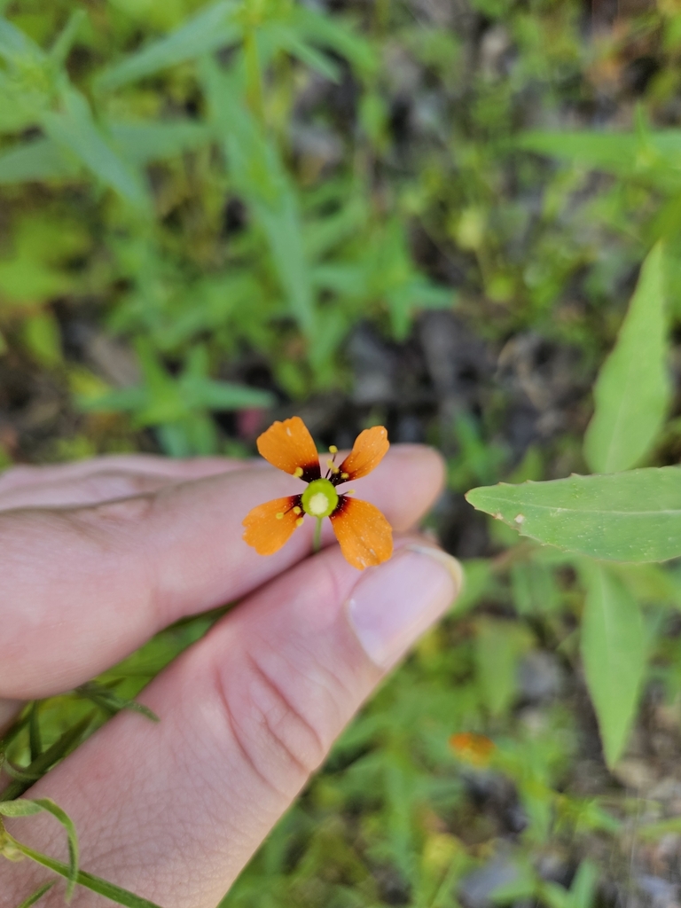 wind poppy from Pinacles National Park, CA, USA on April 23, 2024 at 01 ...