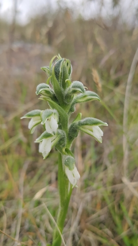 Pelexia muyscarum · iNaturalist United Kingdom