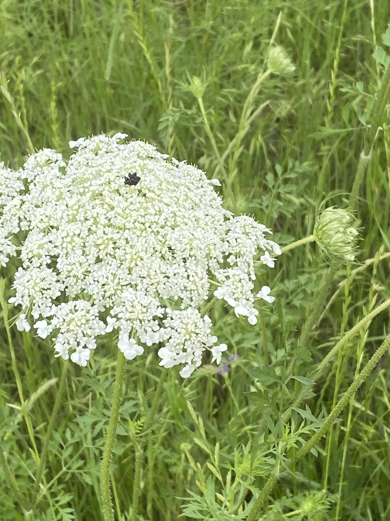 wild carrot from Scott Dr, Arlington, TX, US on April 26, 2024 at 05:16 ...