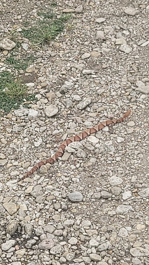 Broad-banded Copperhead from Glen Rose on April 25, 2024 at 05:02 PM by ...