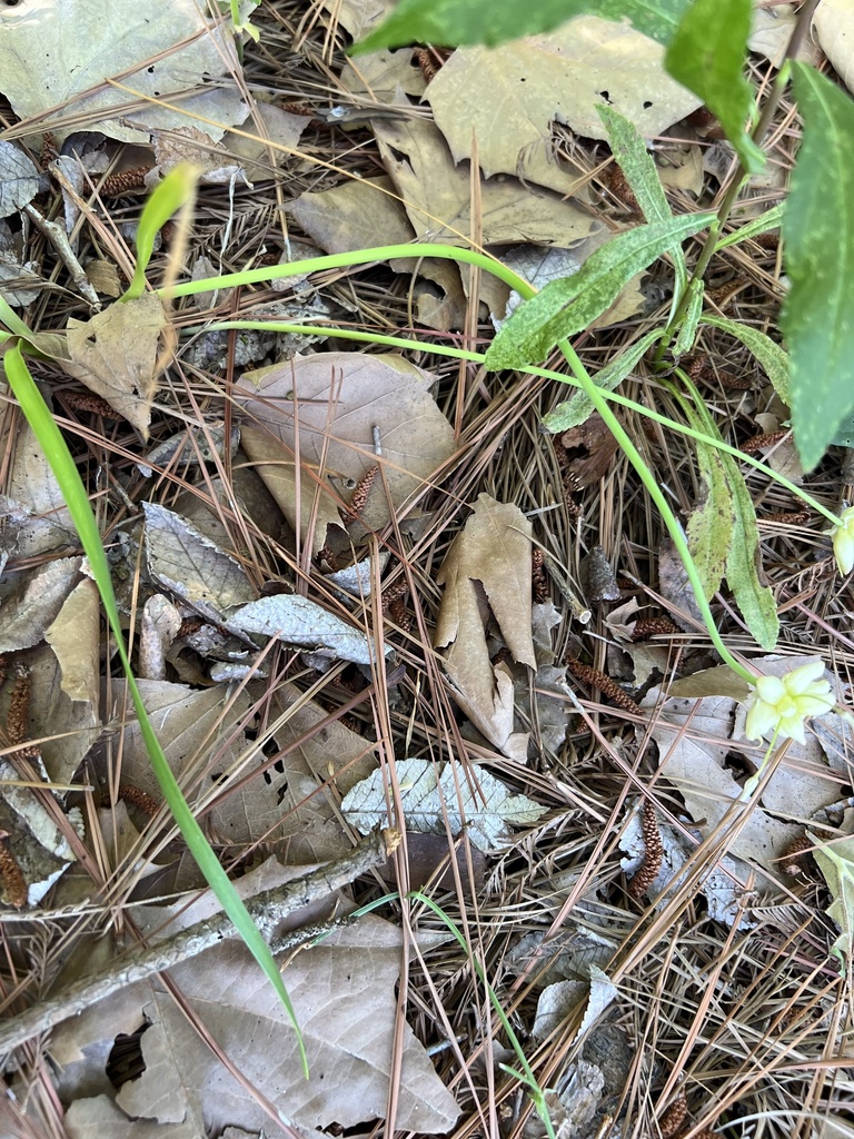 common Canadian meadow garlic from Rutland St, Houston, TX, US on April ...