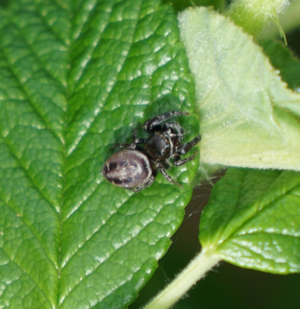 Oak Jumping Spider from Market, Kirkland, WA 98033, USA on April 26 ...