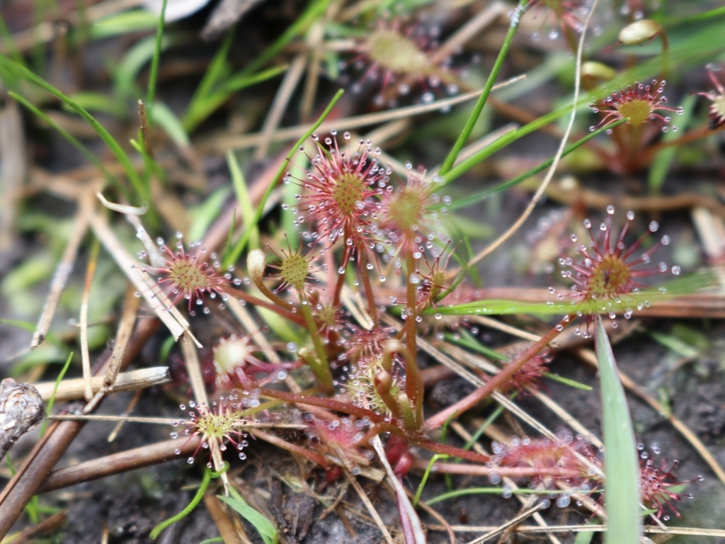 spoonleaf sundew in March 2024 by Jonathan Gilmer · iNaturalist