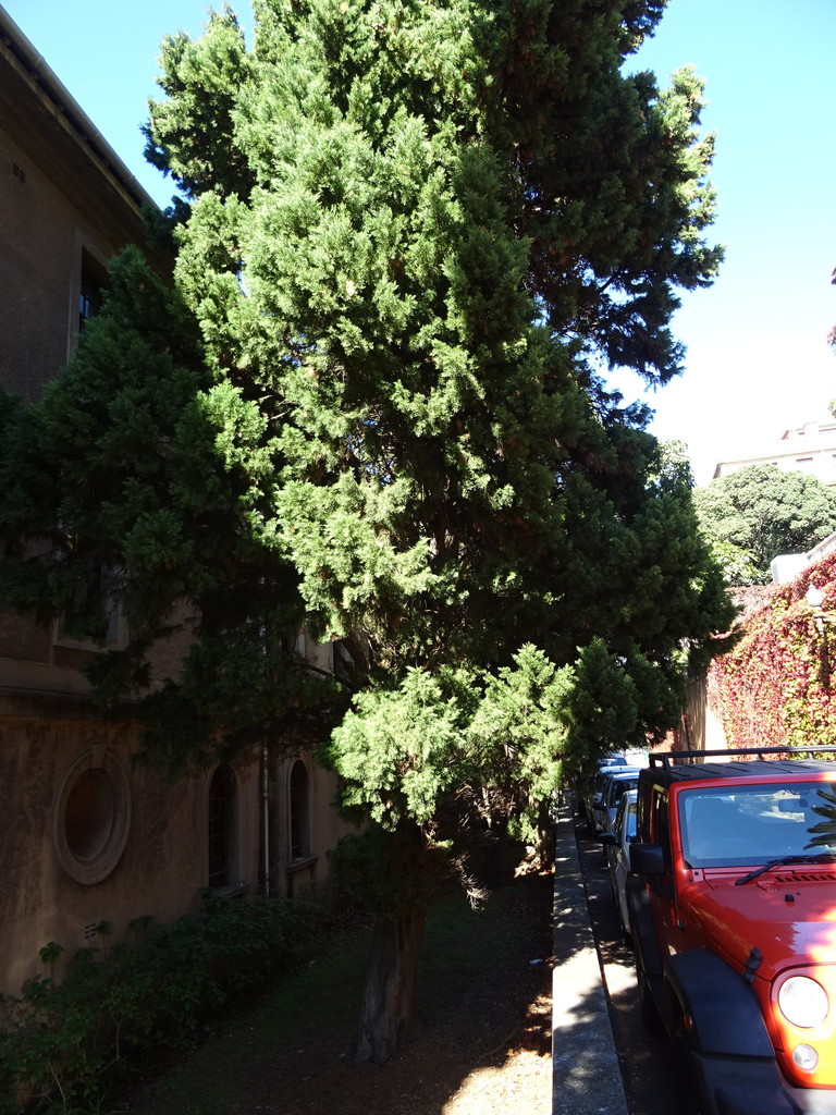 African cypresses from Rondebosch, Cape Town, 7700, South Africa on ...