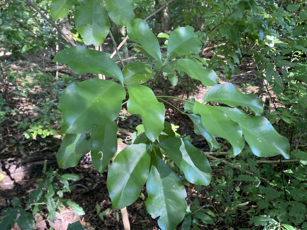 Wharangi from North Island / Te Ika-a-Māui, Waikanae, Wellington, NZ on ...