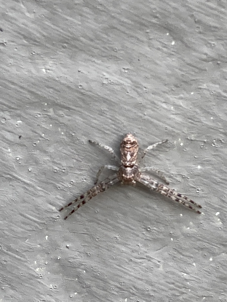 Bearded-legs Crab Spider from Burraneer Rd, Coomba Park, NSW, AU on ...