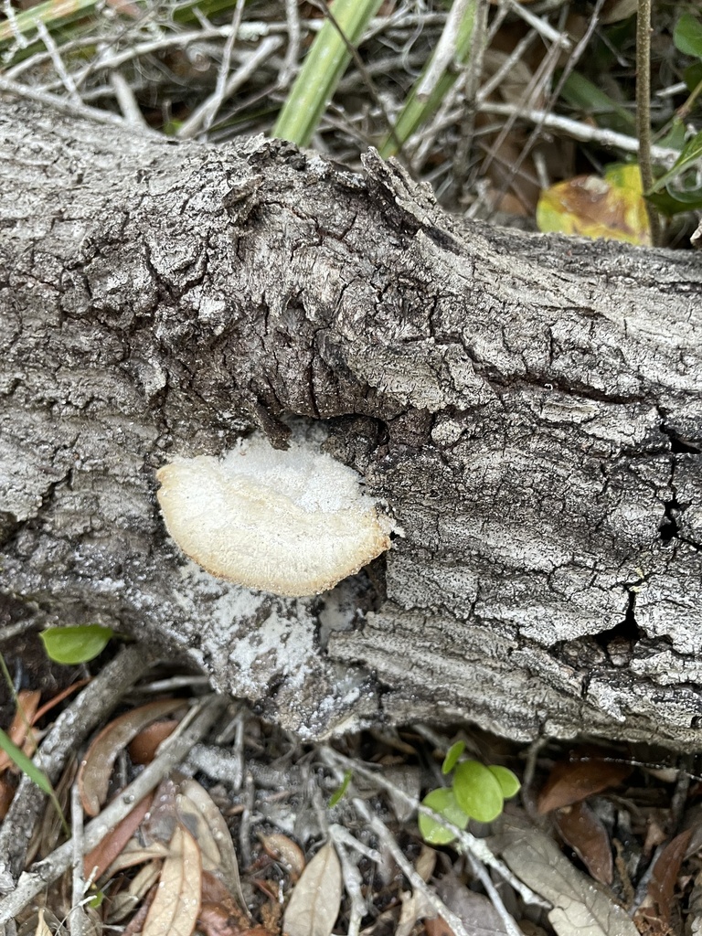 shelf fungi from Gator Trail, Lake Wales, FL, US on April 26, 2024 at ...