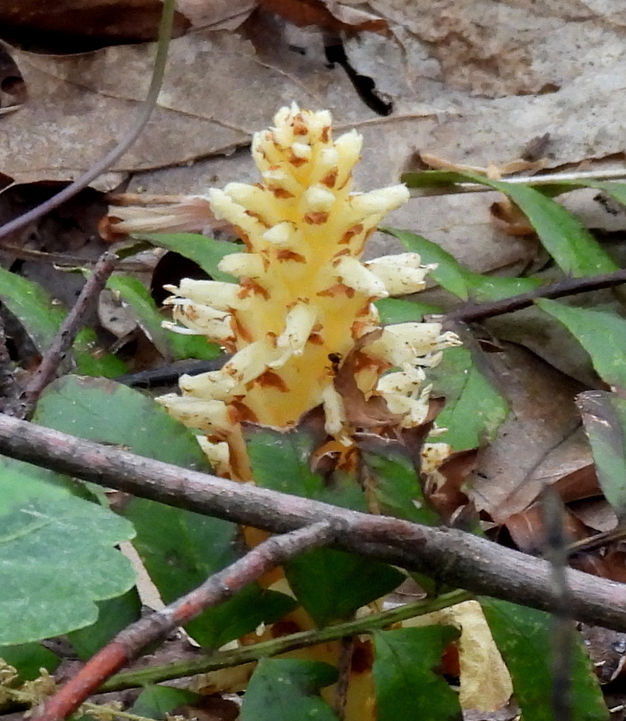 American cancer-root from Washington County, TN, USA on April 26, 2024 ...