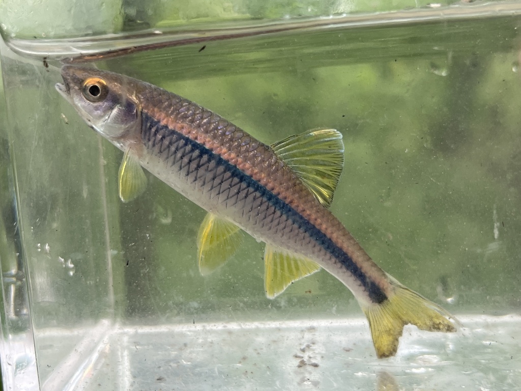 Blue Shiner in April 2024 by michael_vs8 · iNaturalist