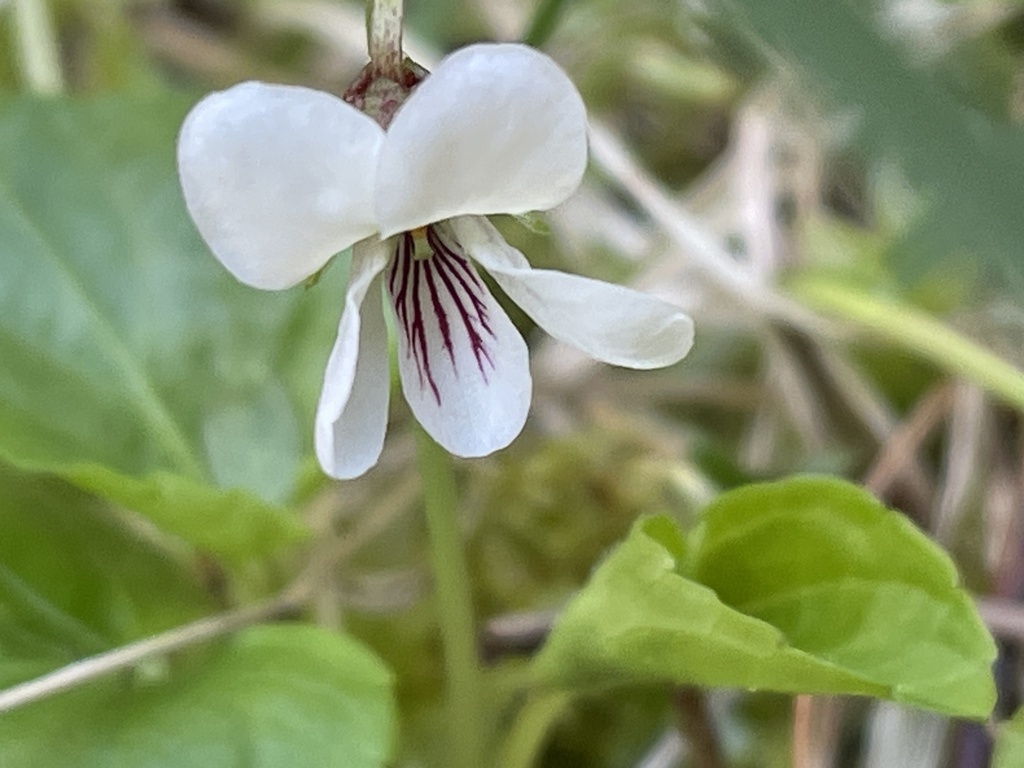 northern white violet from Meadowlark Ln, Sandpoint, ID, US on April 26 ...