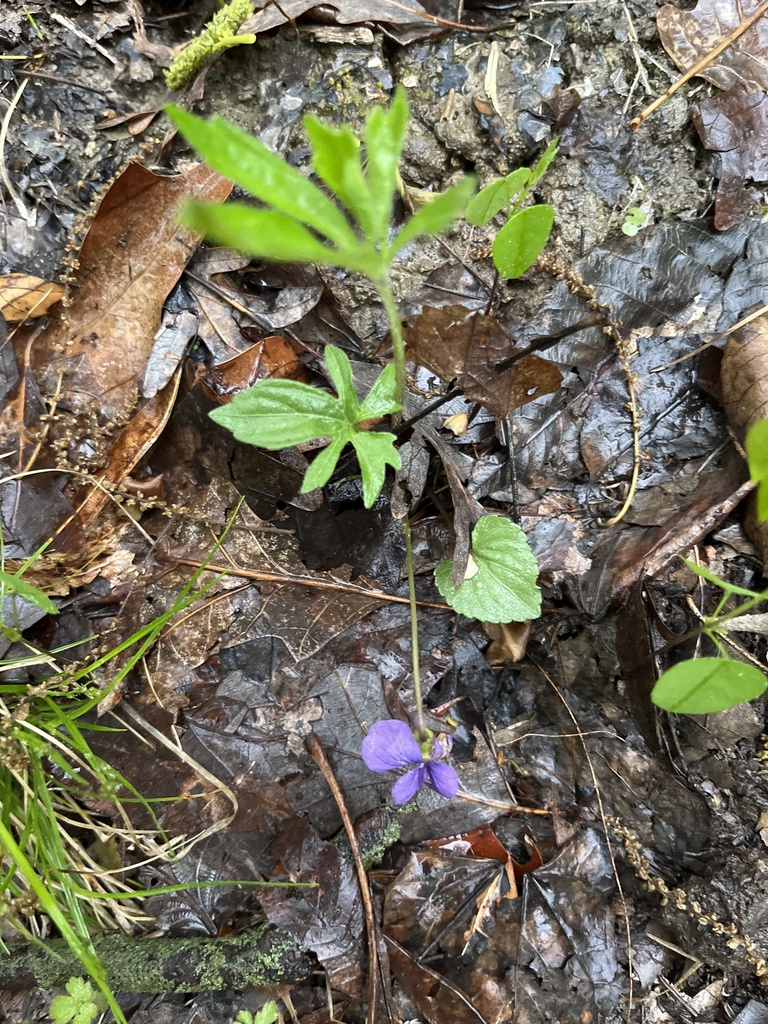 three-lobed violet from SSR-D, O Fallon, MO, US on April 26, 2024 at 06 ...
