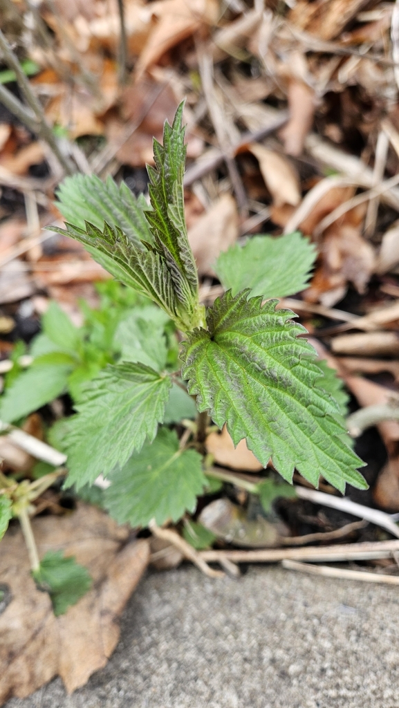 slender stinging nettle from Owatonna, MN, USA on April 26, 2024 at 06: ...