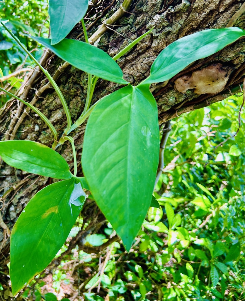 Goosefoot-plant from Kings Court, Miami, FL, US on April 26, 2024 at 03 ...