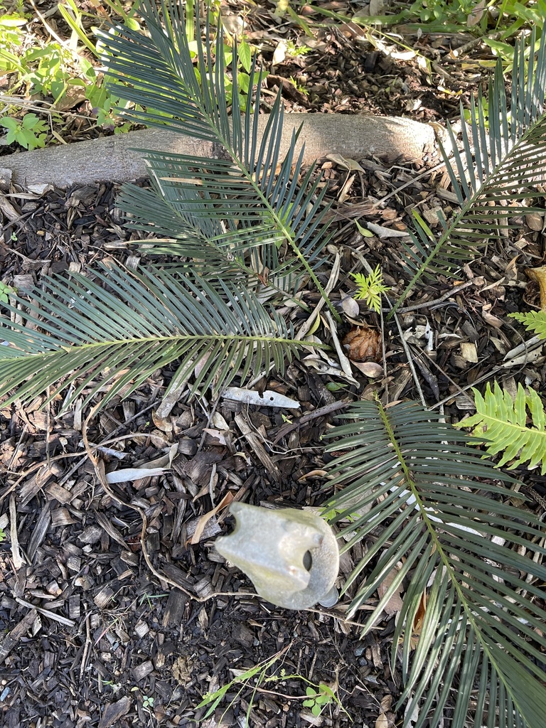 plants from Stanmore, QLD, AU on April 27, 2024 at 08:46 AM by ...