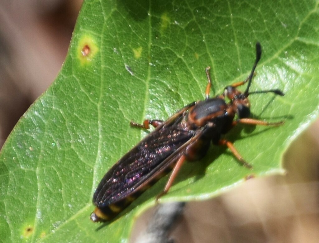 Phyllomydas parvulus from Sumica, 12993 State Rd 60, Lake Wales, FL ...