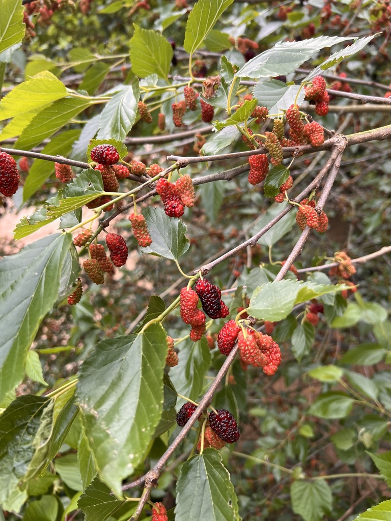 Mulberries from Morningside Nature Trail, Atlanta, GA, US on April 26 ...