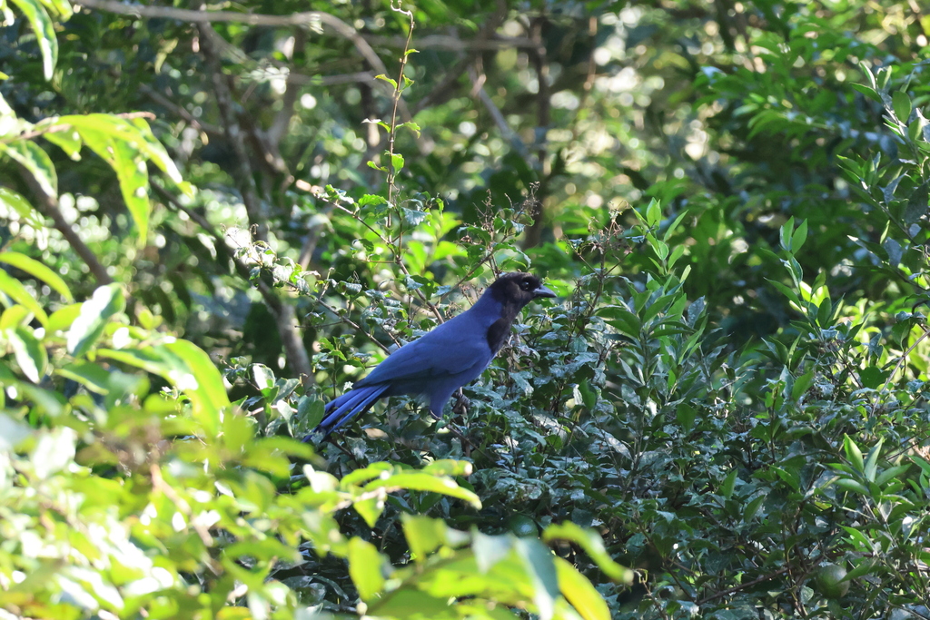 Azure Jay in April 2024 by Gabriely Miranda · iNaturalist