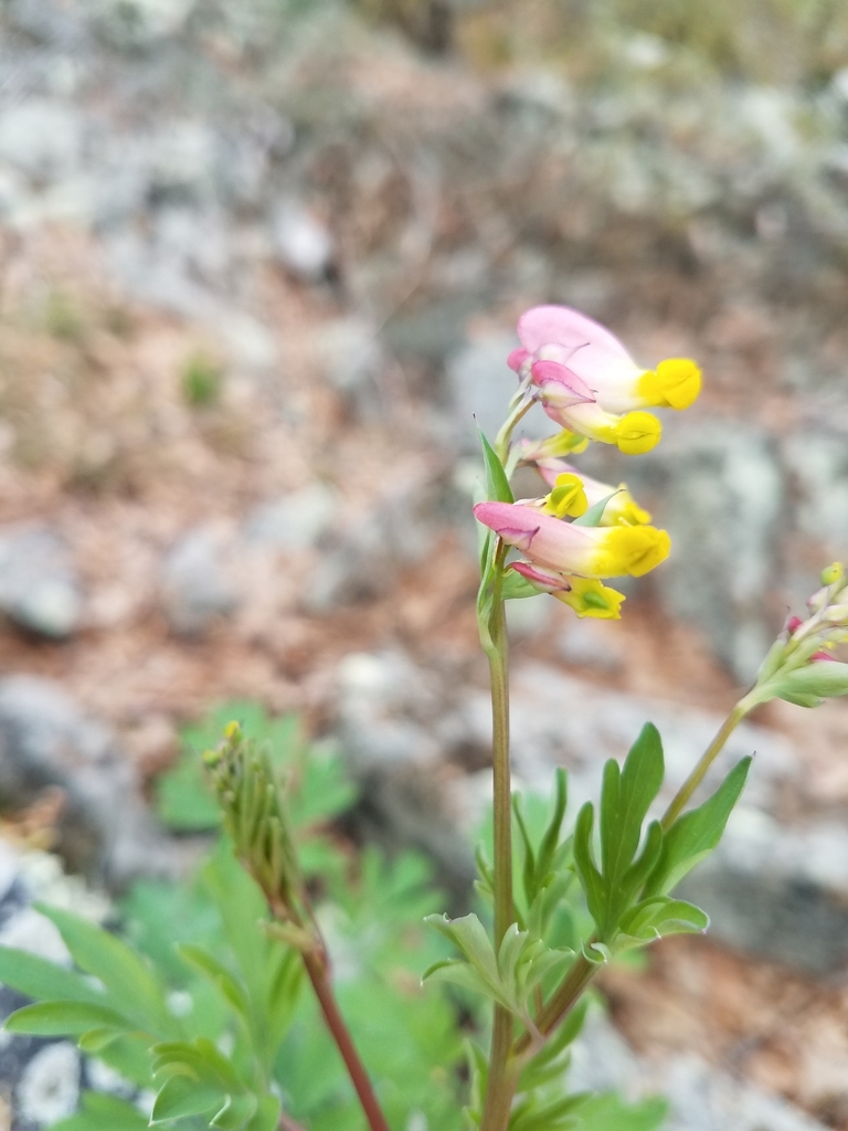 rock harlequin from Undercliff Rd, New Paltz, NY 12561, USA on April 29 ...