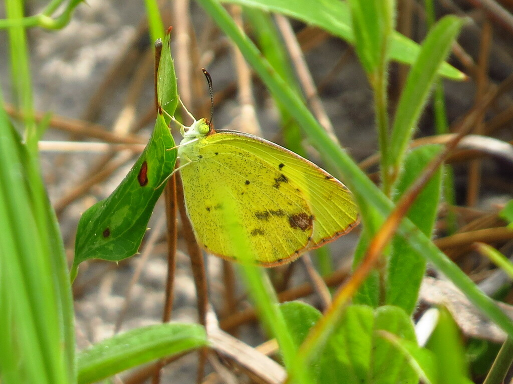 Little Yellow from Big Pine Environmental Area on April 21, 2024 at 11: ...