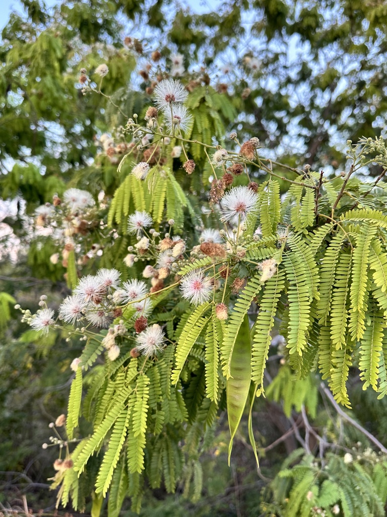 Tsalam desde Zona Hotelera, Cancún, Q. Roo., MX el 26 de abril de 2024 ...