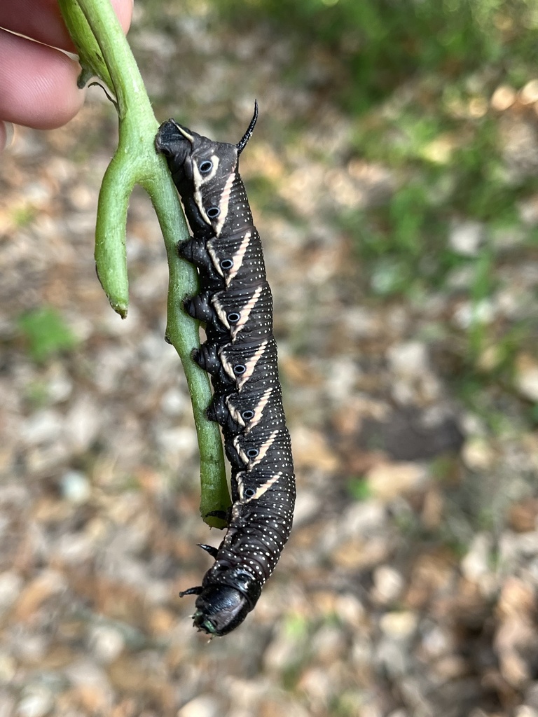 Five-spotted Hawk Moth from Sandy Creek Rd, Garwood, TX, US on April 26 ...