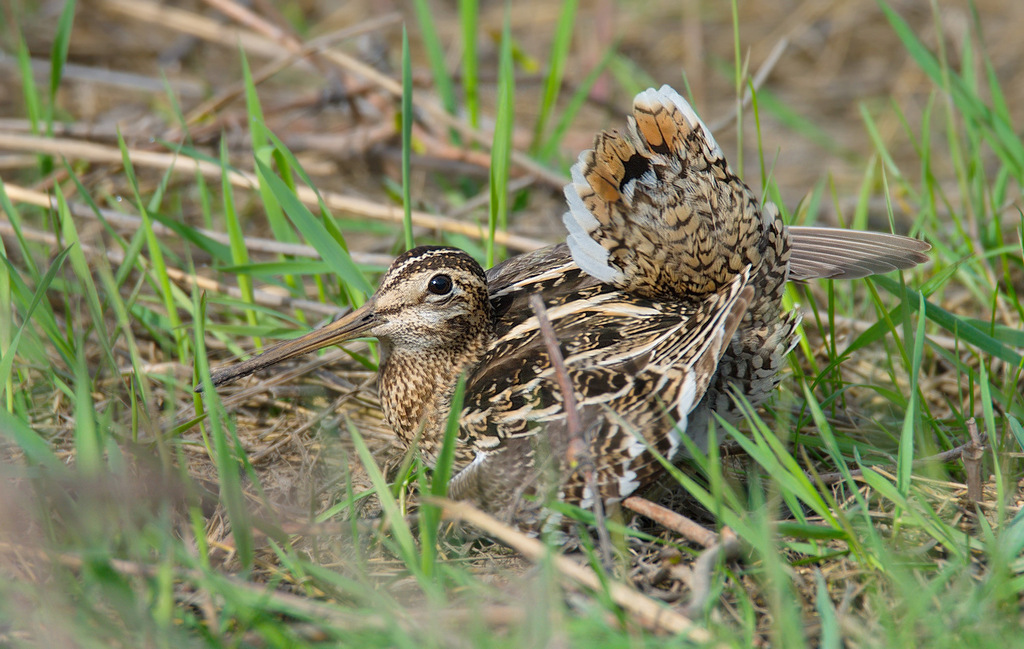 Great Snipe in April 2024 by Дмитрий Михайлюк · iNaturalist
