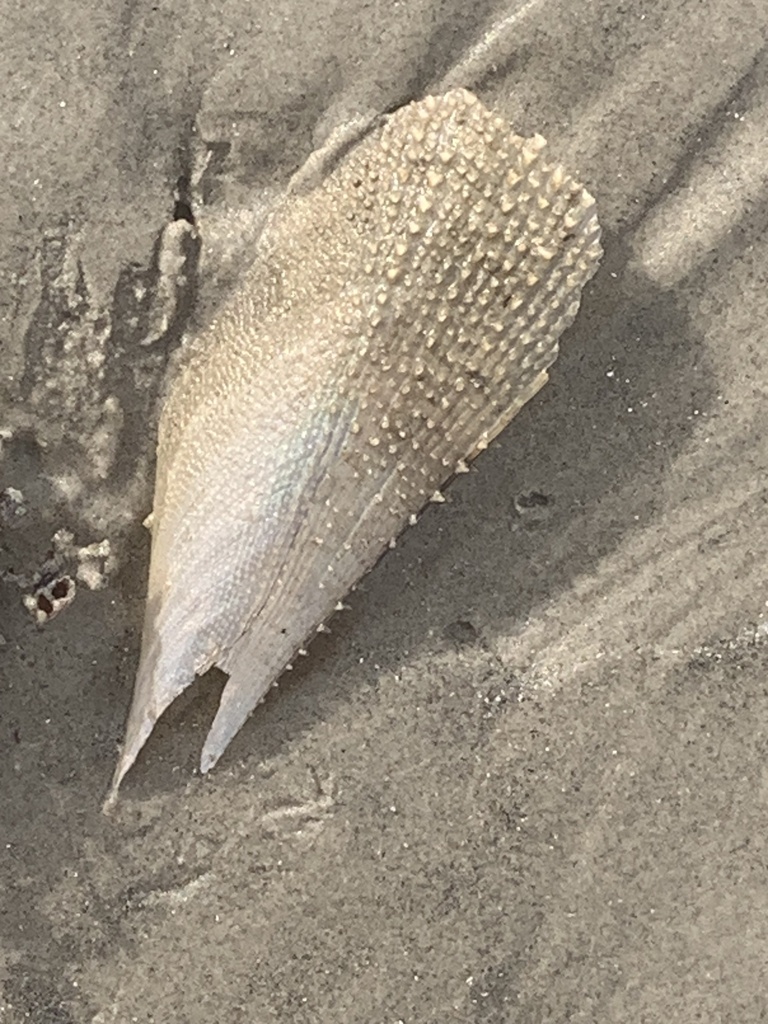 Sawtooth Pen Shell from San Luis Island, Freeport, TX, US on April 26 ...
