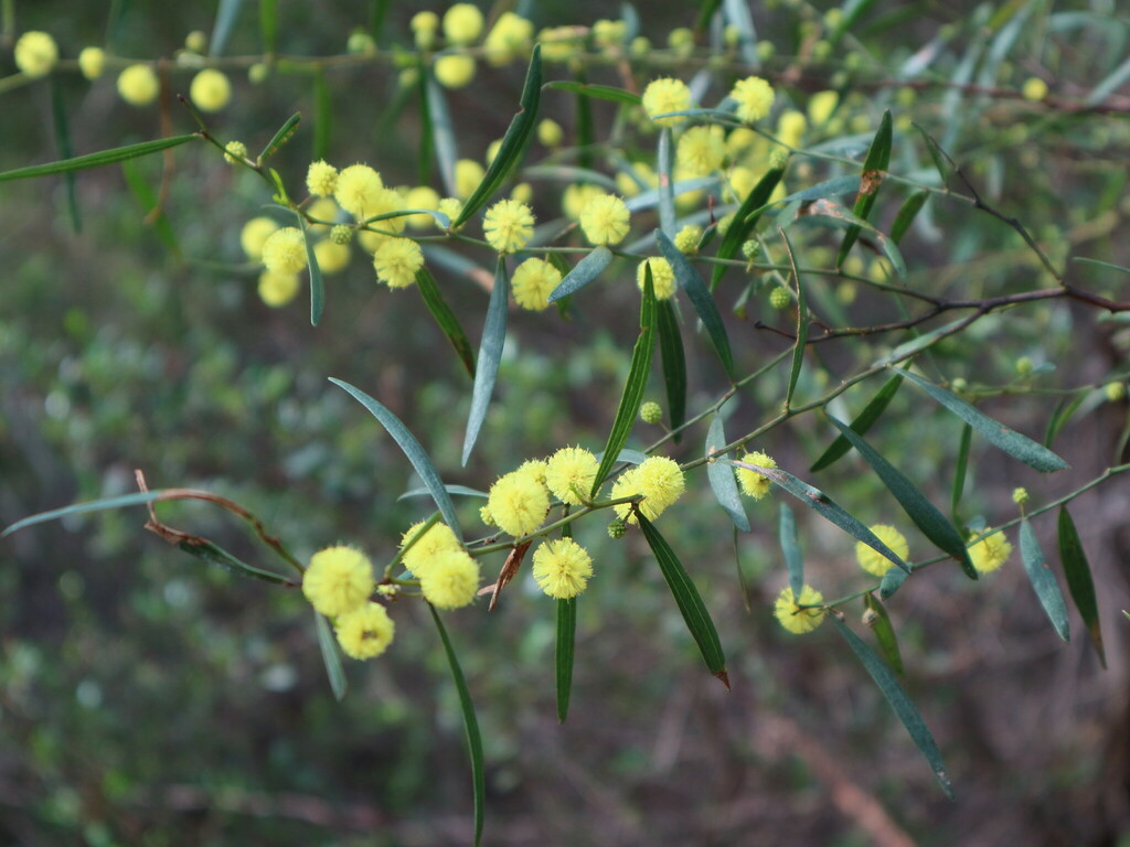 Varnish Wattle from Halls Gap VIC 3381, Australia on August 27, 2023 at ...