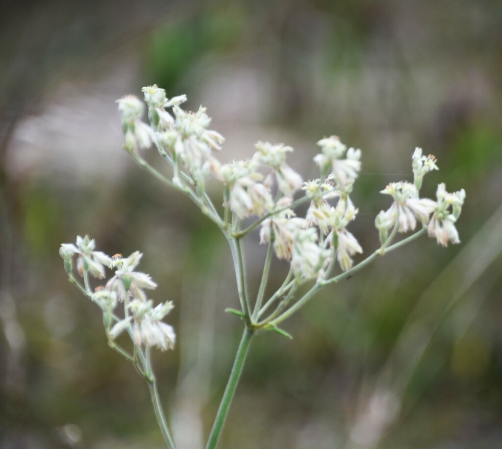 Scrub Buckwheat in April 2024 by Tom Palmer · iNaturalist