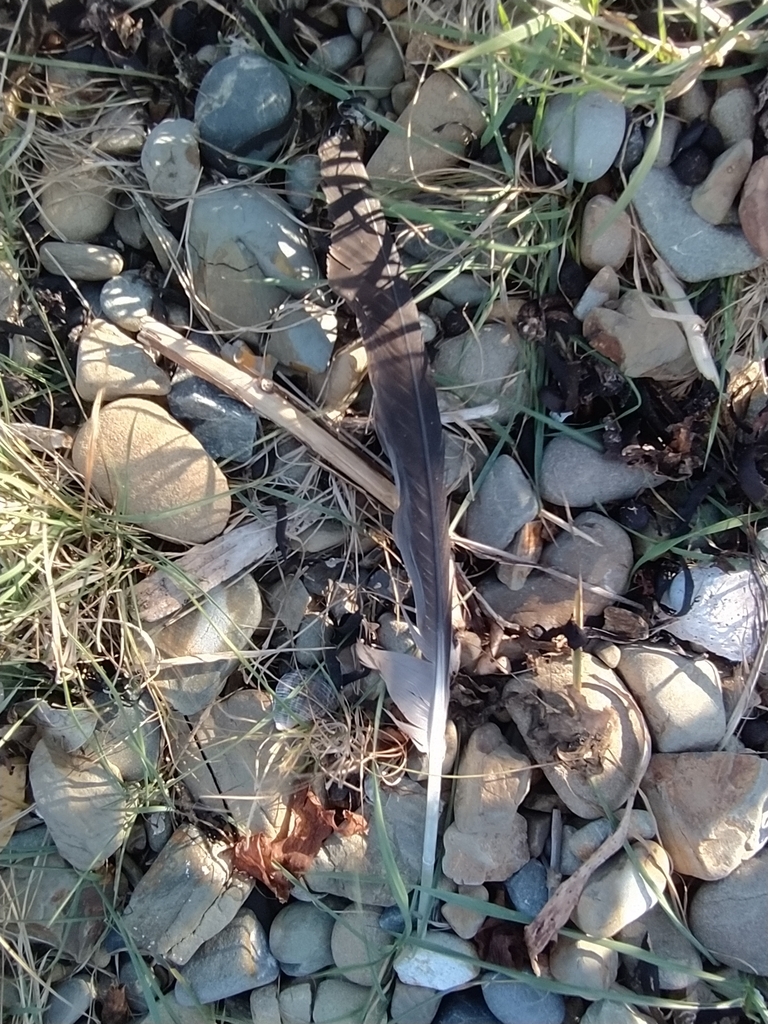 Birds from Breaker Bay, Wellington 6022, New Zealand on April 26, 2024 ...