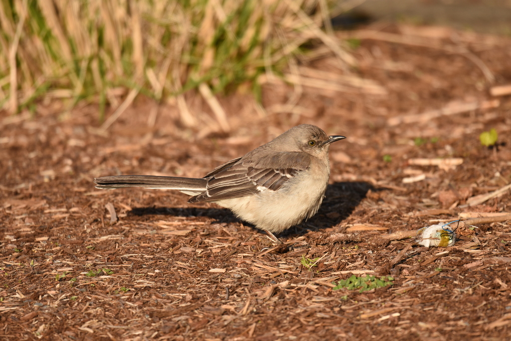 Northern Mockingbird from Secaucus, NJ, USA on April 26, 2024 at 05:21 ...